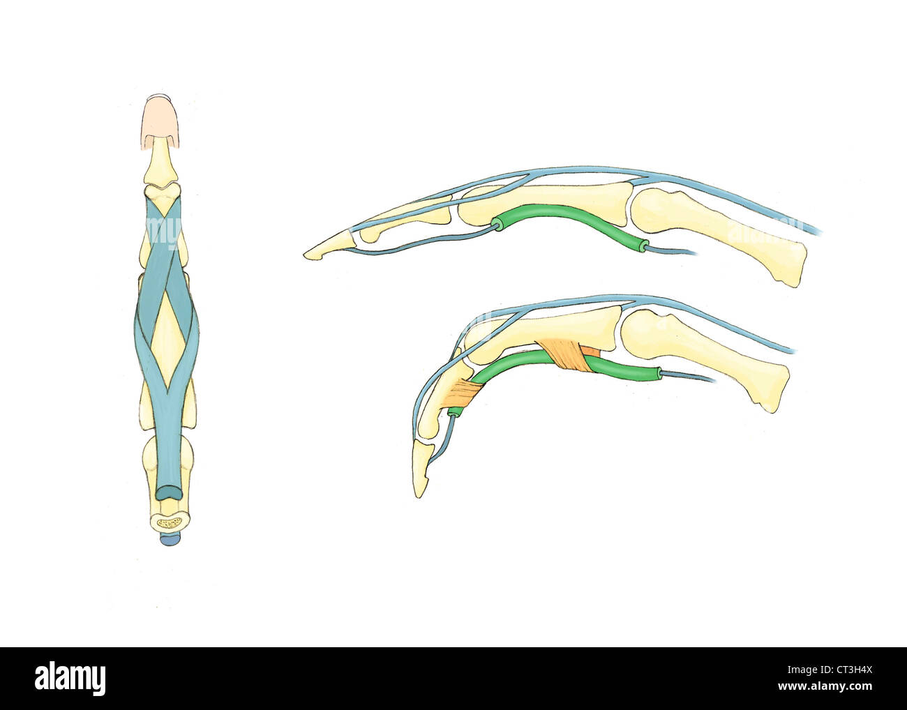 Middle finger bones hi-res stock photography and images - Alamy