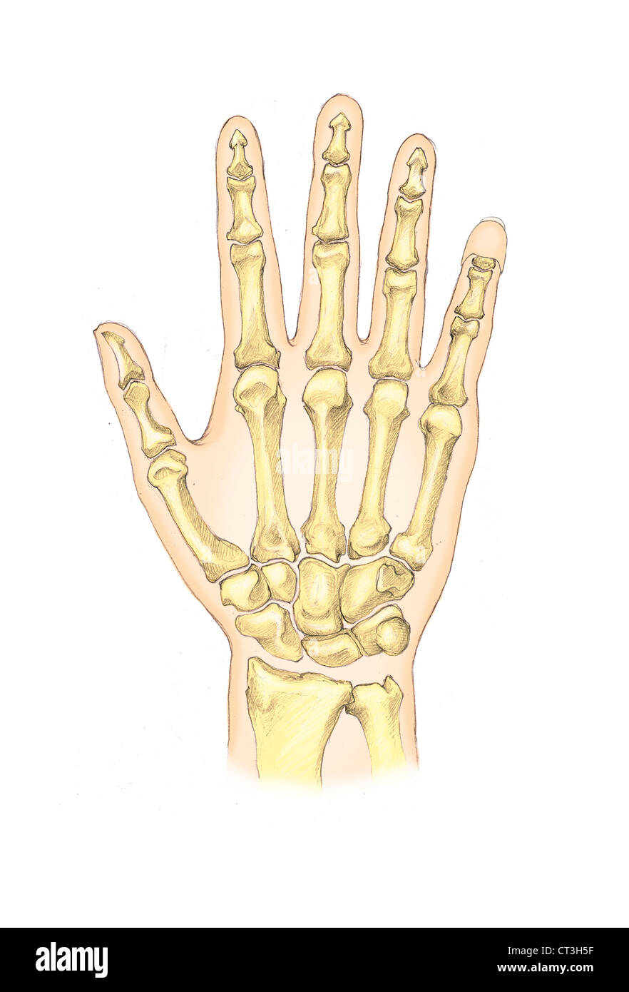 Skeleton hand hi-res stock photography and images - Alamy
