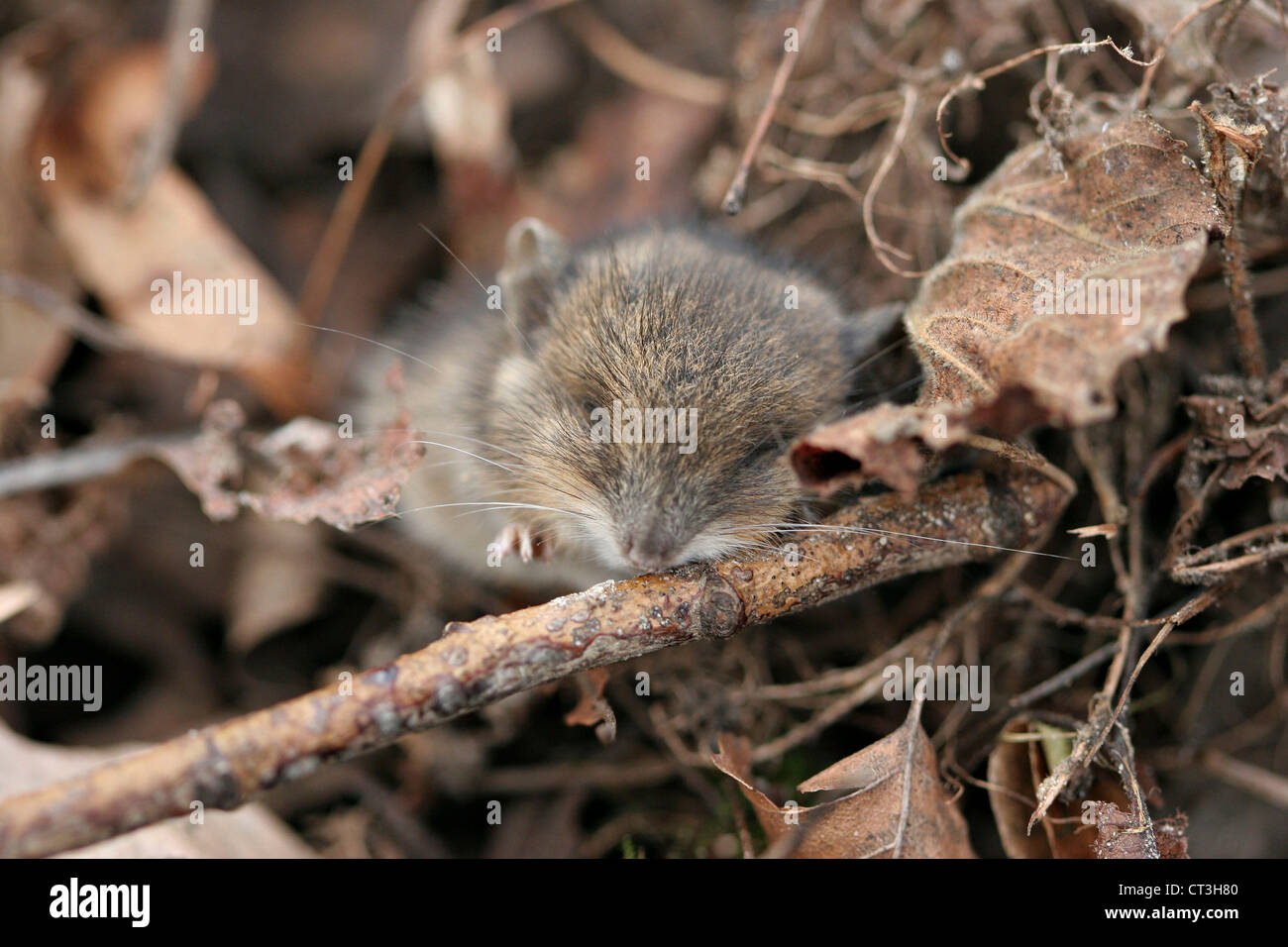 LONG TAILED FIELD MOUSE Stock Photo - Alamy