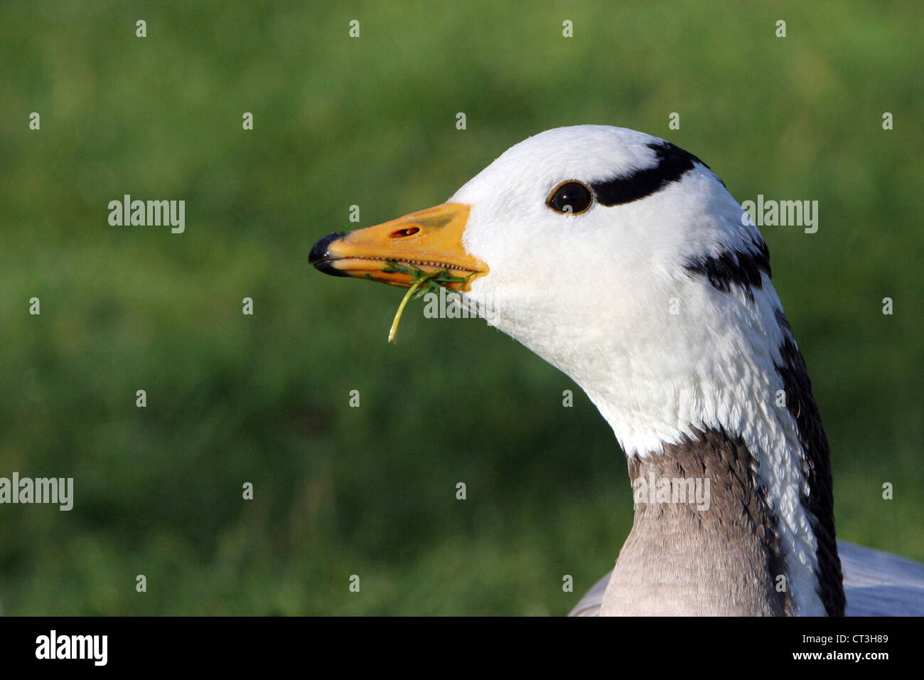 BAR HEADED GOOSE Stock Photo - Alamy