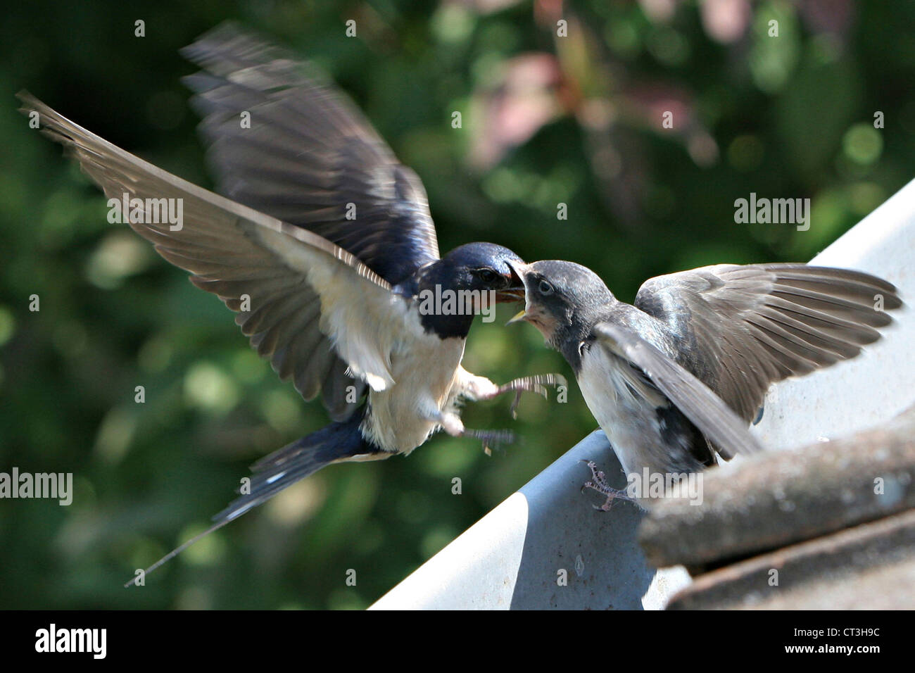 Swallow wing spread bird hi-res stock photography and images - Alamy