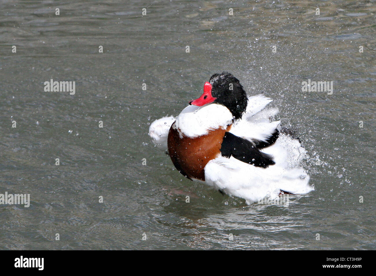 Shelduck tadorna sp hi-res stock photography and images - Alamy