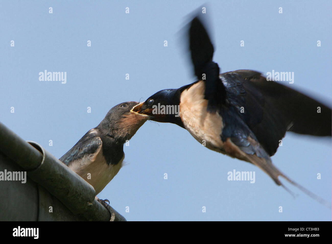 Swallow wing spread bird hi-res stock photography and images - Alamy