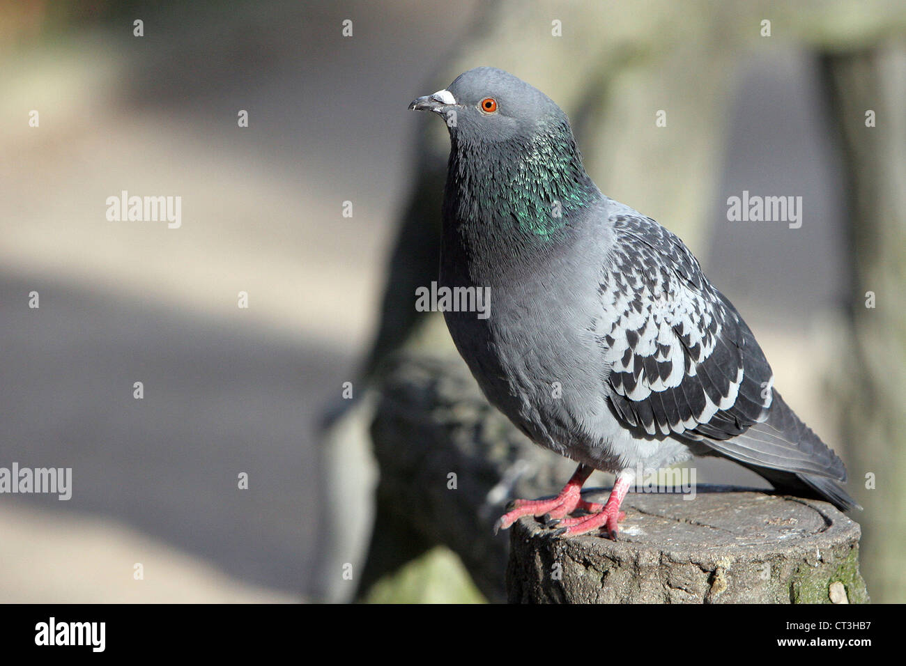 Domestic pigeon profile hi-res stock photography and images - Alamy