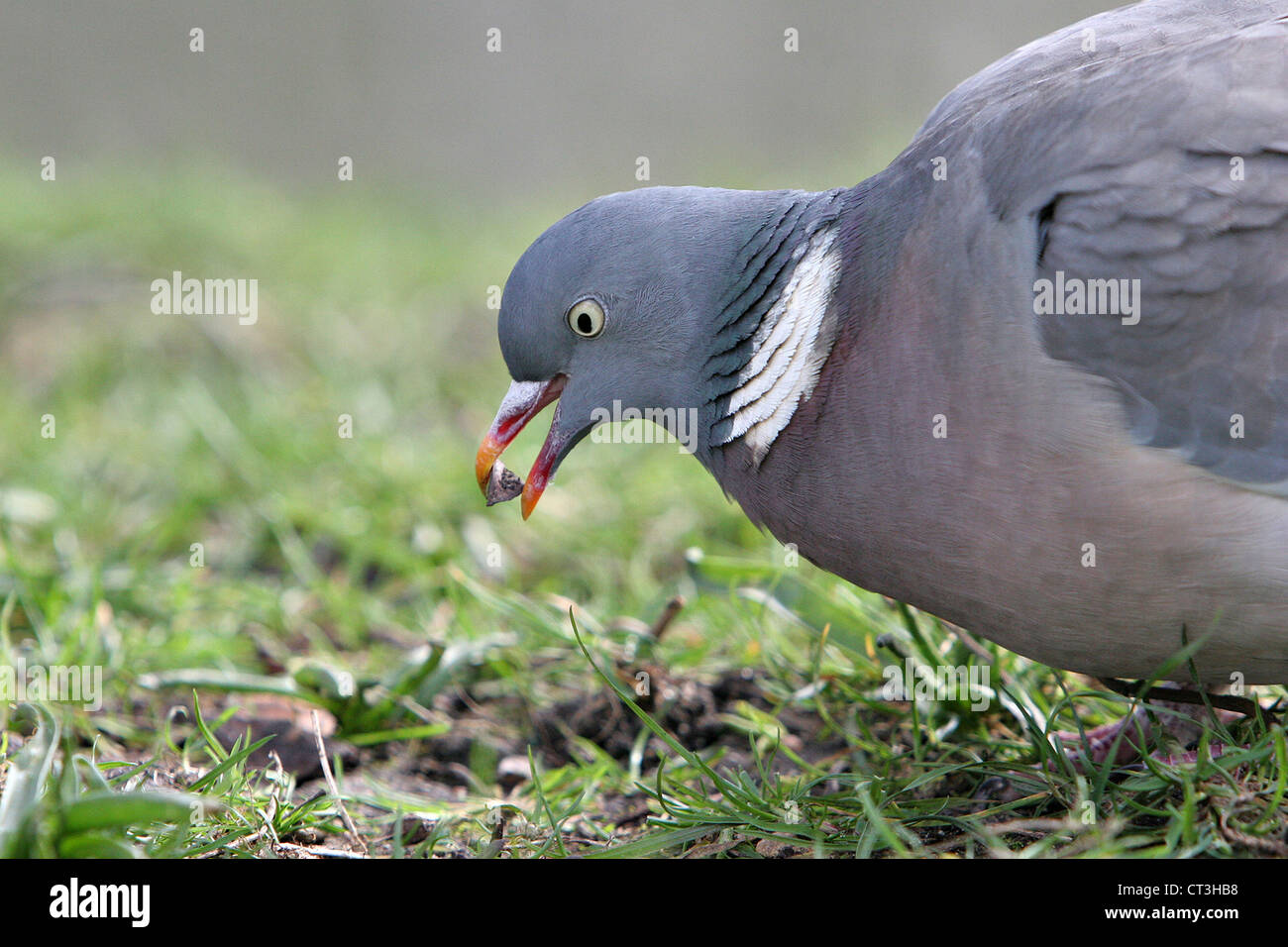 COMMON WOOD PIGEON Stock Photo - Alamy