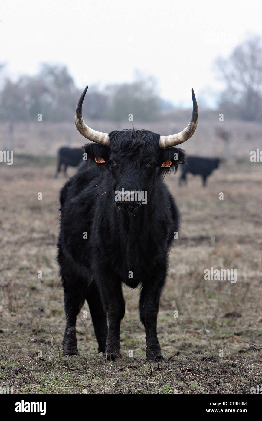 Angry looking bull hi-res stock photography and images - Alamy