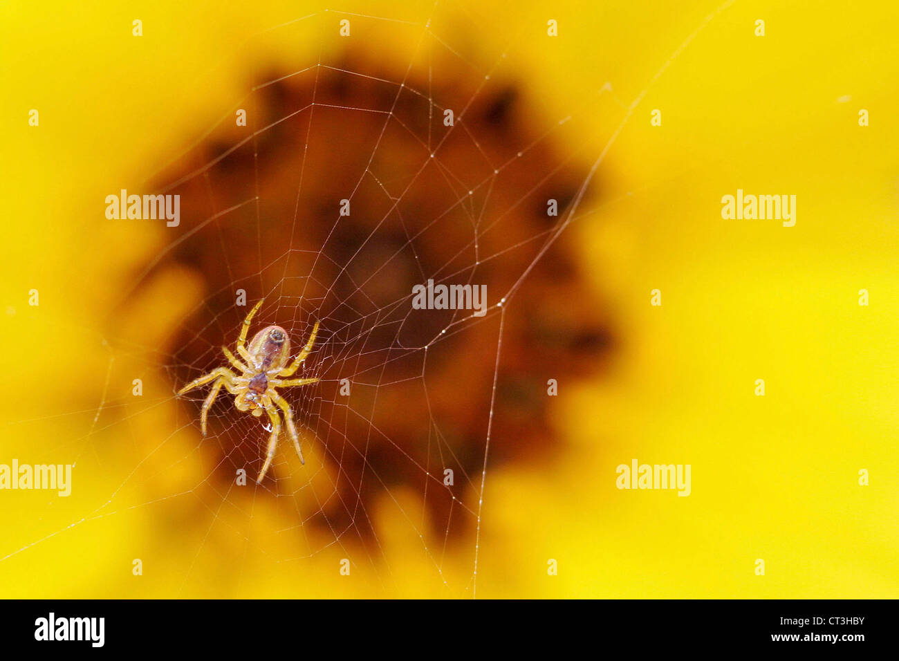 Individual spiders hi-res stock photography and images - Alamy
