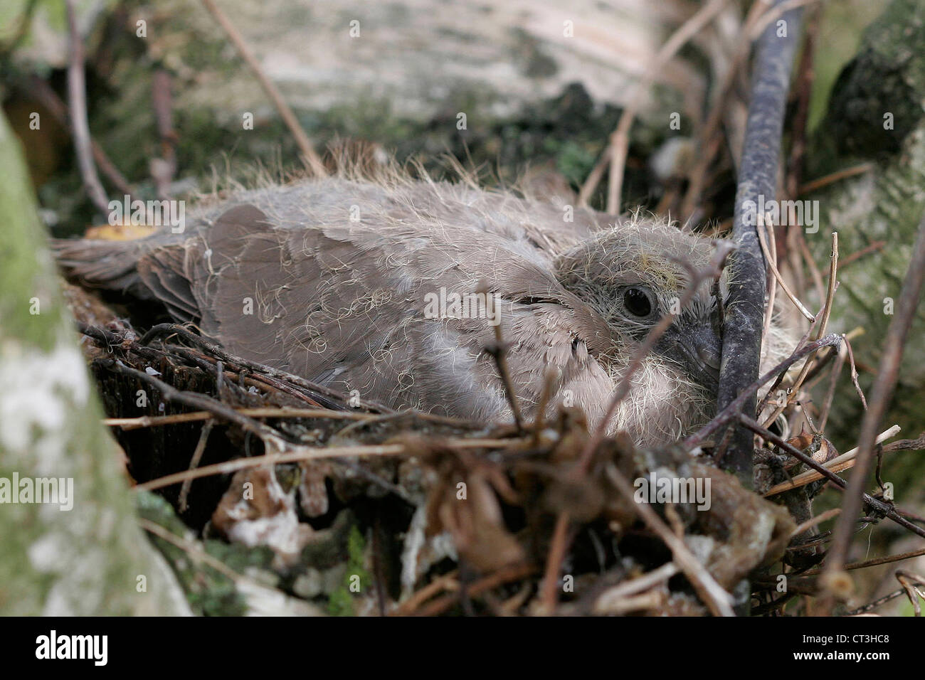 Collared dove chick hi-res stock photography and images - Alamy