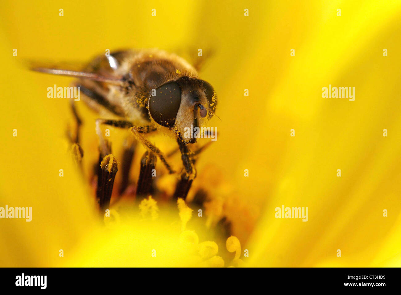 Episyrphus sp hi-res stock photography and images - Alamy
