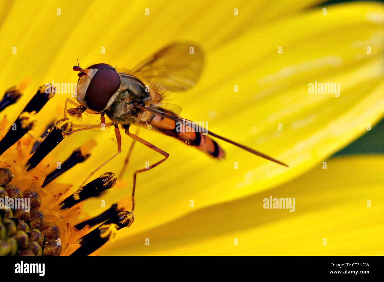 Episyrphus sp hi-res stock photography and images - Alamy
