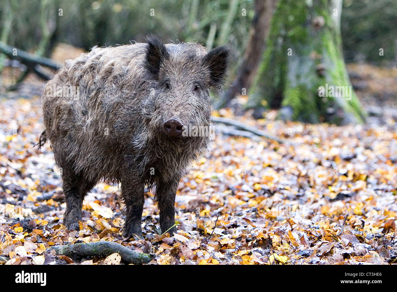Startled awake hi-res stock photography and images - Alamy