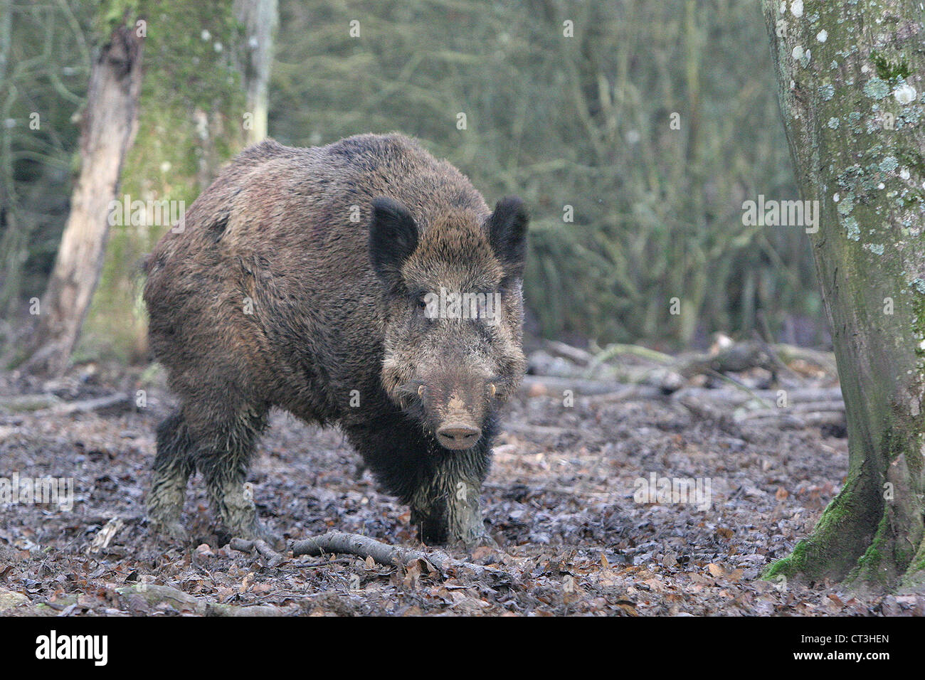 Guarding boar hi-res stock photography and images - Alamy