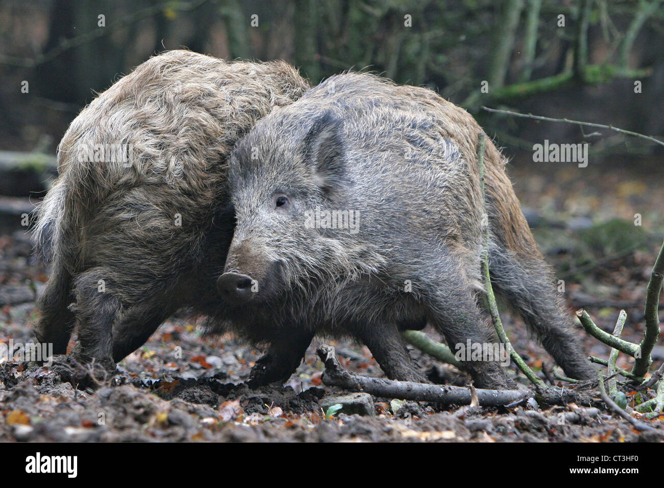 Boars fighting hi-res stock photography and images - Alamy
