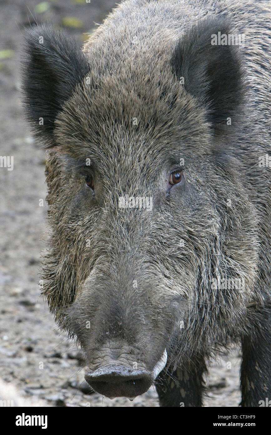 Boars head tobacco hi-res stock photography and images - Alamy