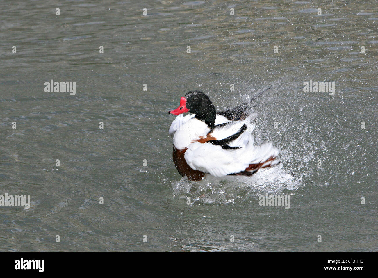 Shelduck tadorna sp hi-res stock photography and images - Alamy