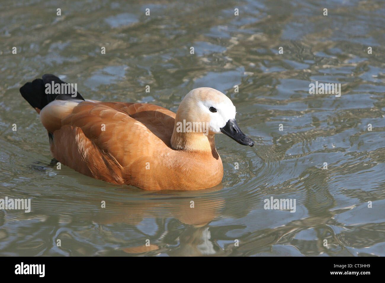 Shelduck tadorna sp hi-res stock photography and images - Alamy