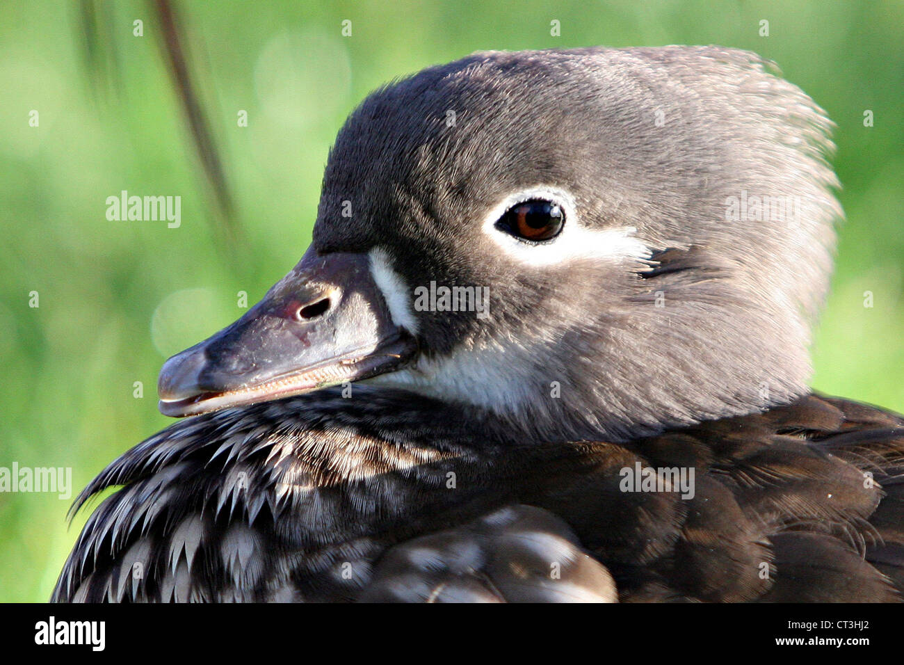 Duck side angle view hi-res stock photography and images - Alamy