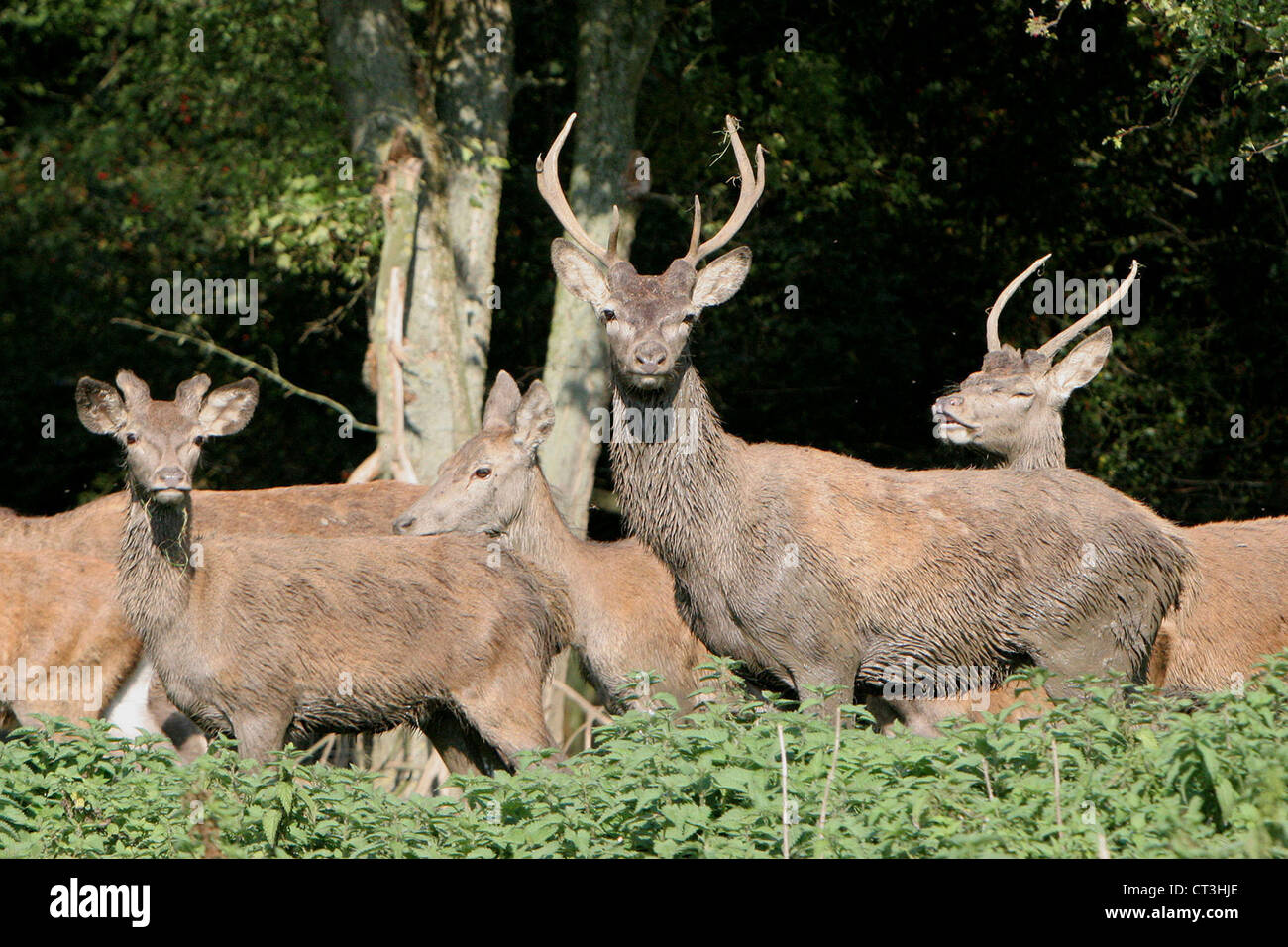 Spotter deer hi-res stock photography and images - Alamy
