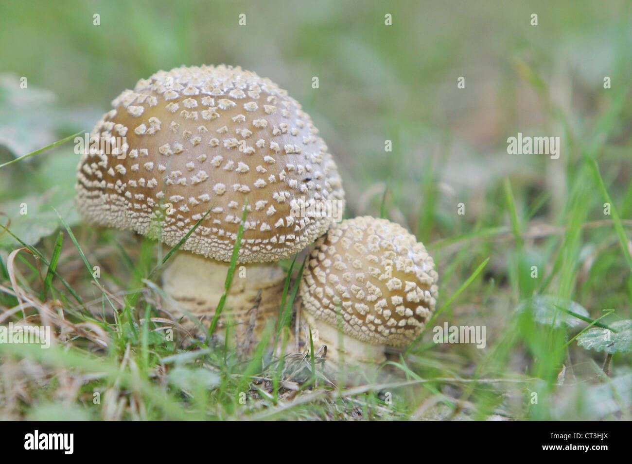 Panther caps hi-res stock photography and images - Alamy