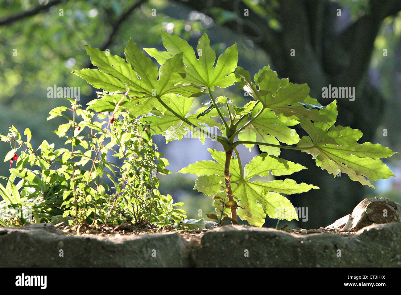 Dicot seedling hi-res stock photography and images - Alamy