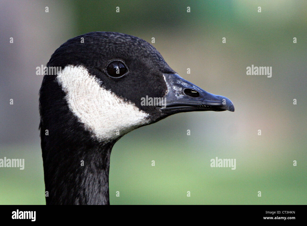 Front view canada goose hi-res stock photography and images - Alamy