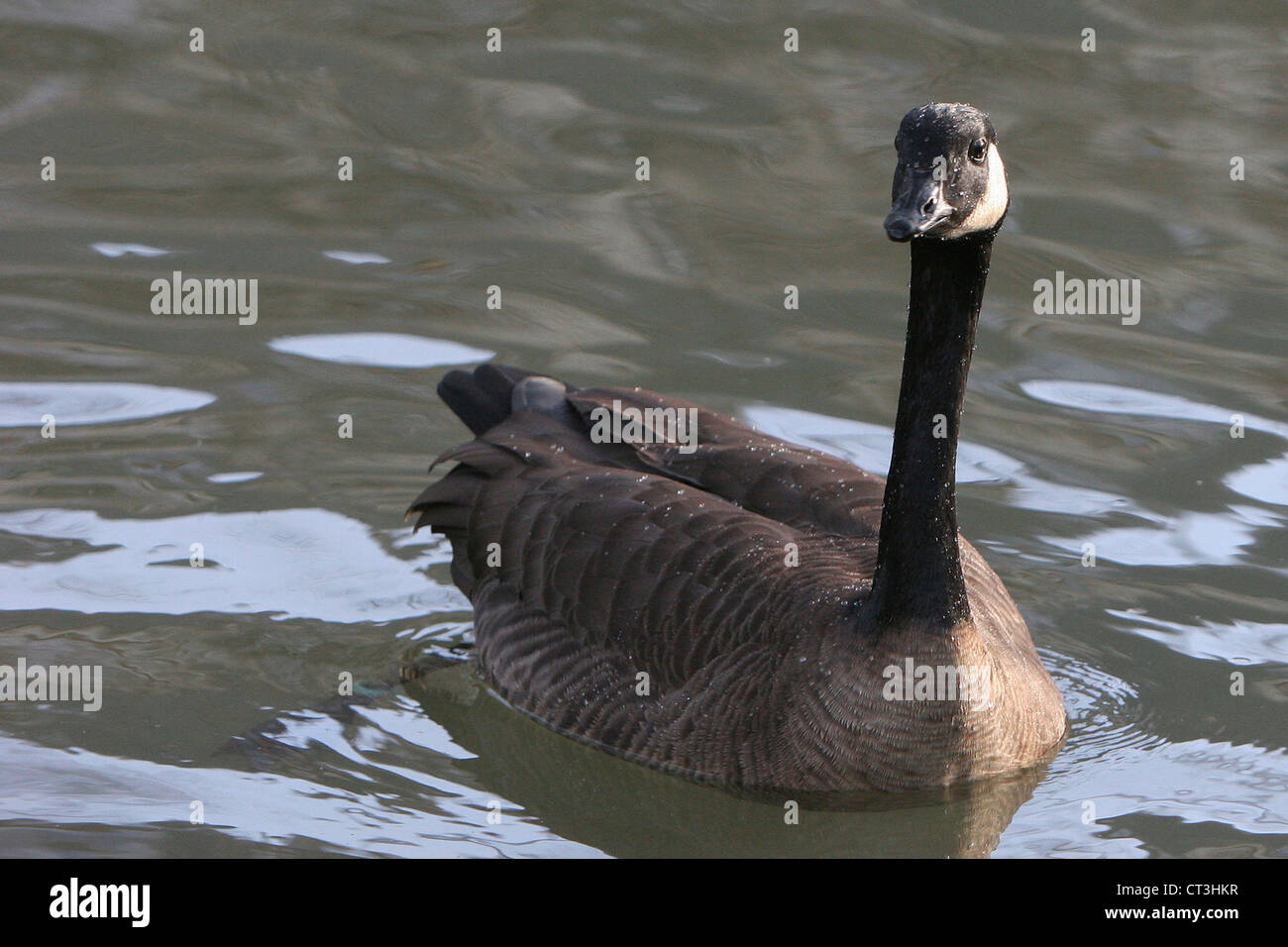 Branta sp hi-res stock photography and images - Alamy
