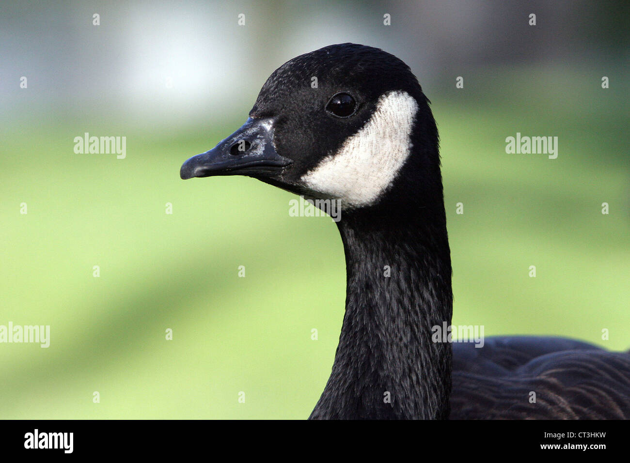 Canada goose side profile hi-res stock photography and images - Alamy