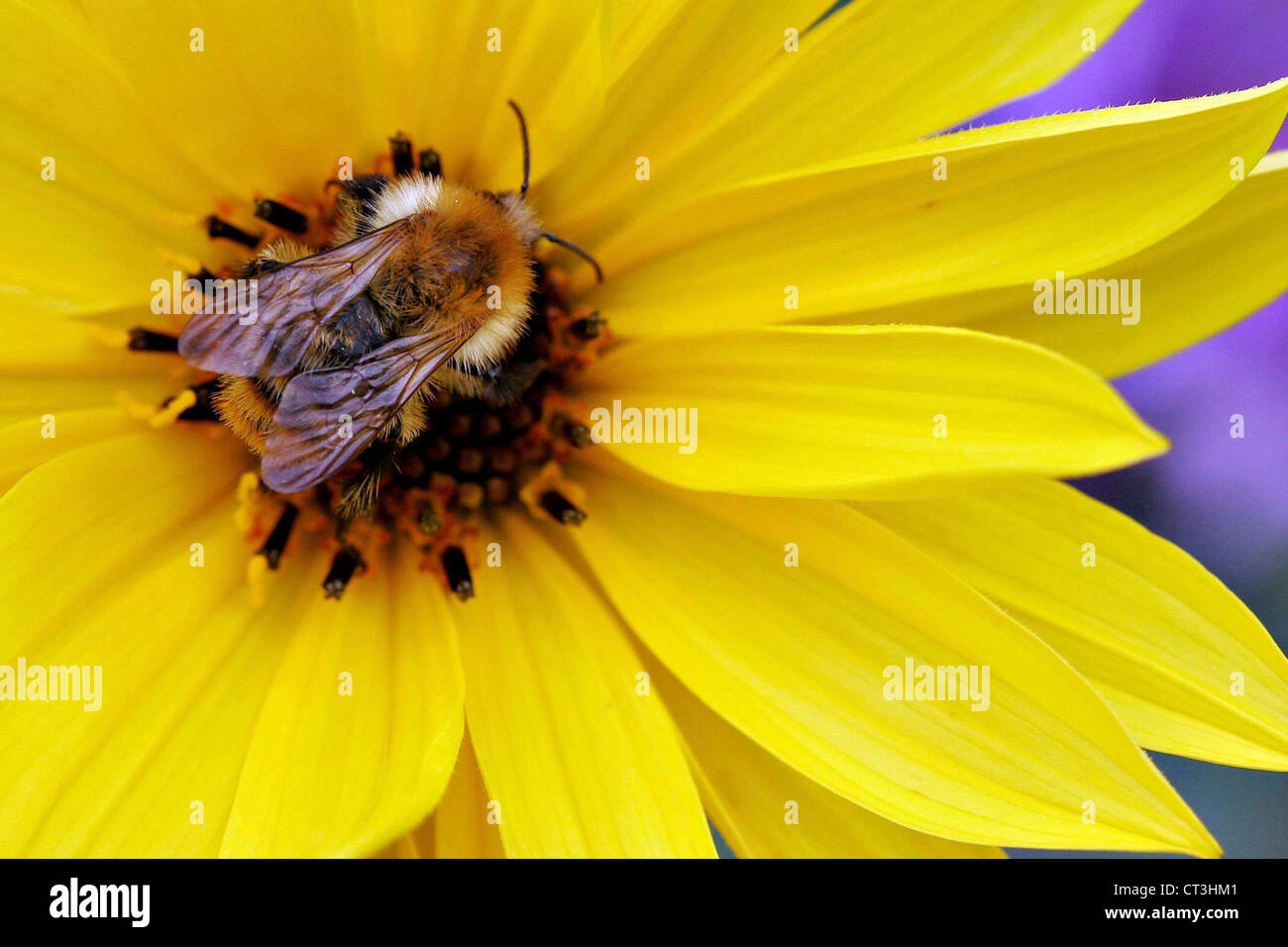 Buff tailed bumblebee blossom hi-res stock photography and images - Alamy