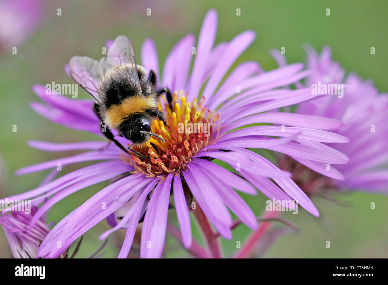BUFF TAILED BUMBLE BEE Stock Photo - Alamy