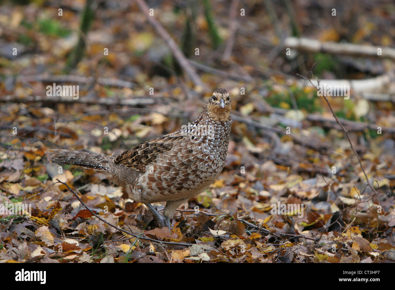 Reevess pheasant syrmaticus reevesii hi-res stock photography and ...