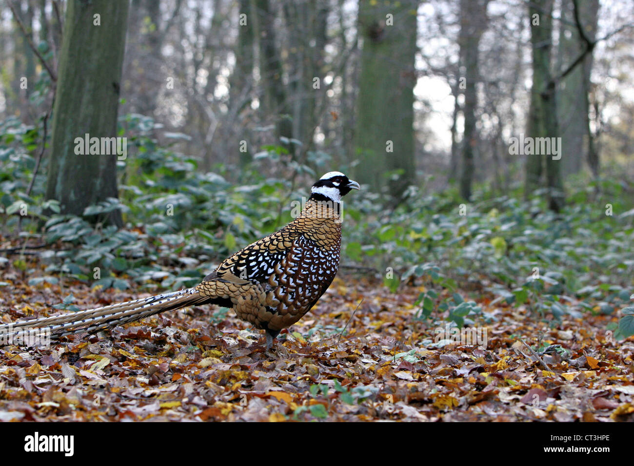 Pheasant side profile hi-res stock photography and images - Alamy