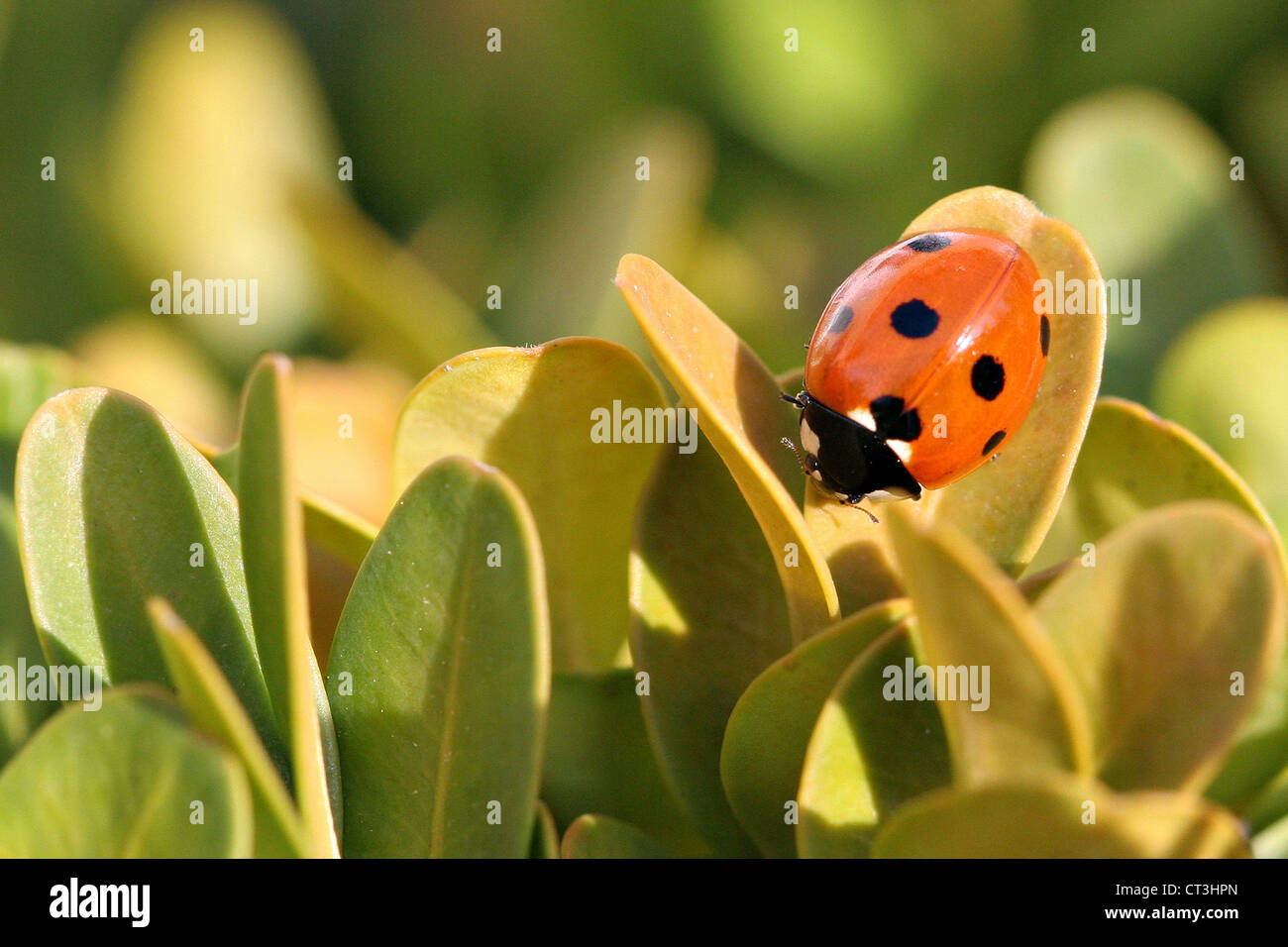 SEVEN SPOT LADYBIRD Stock Photo - Alamy