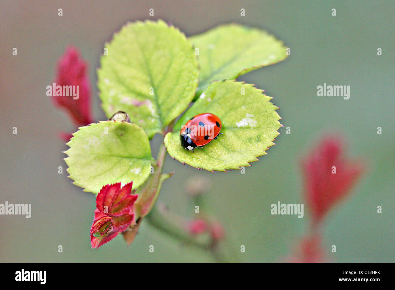 SEVEN SPOT LADYBIRD Stock Photo - Alamy