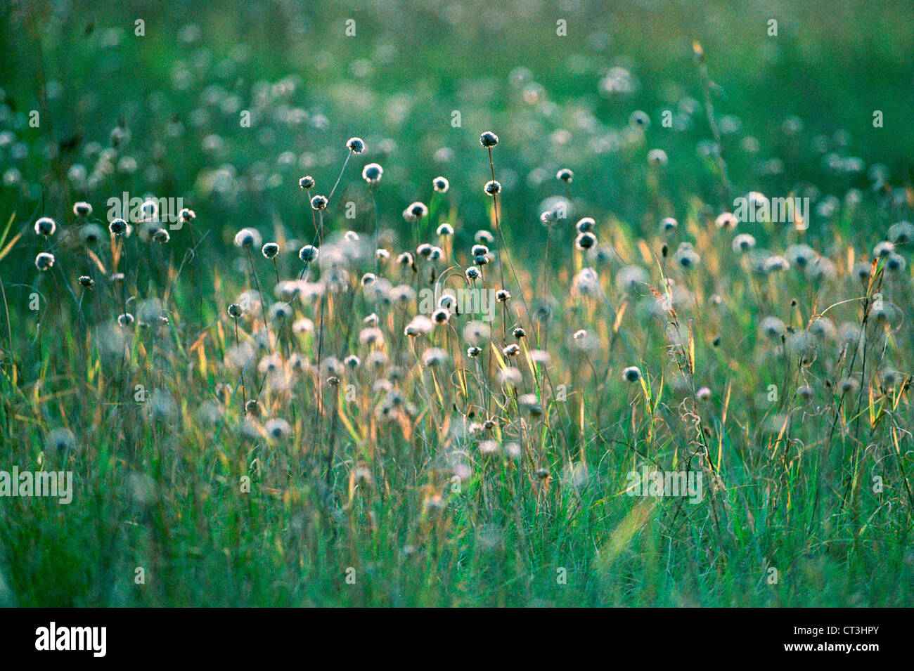 Meadow near Buckow, Brandenburg Stock Photo - Alamy