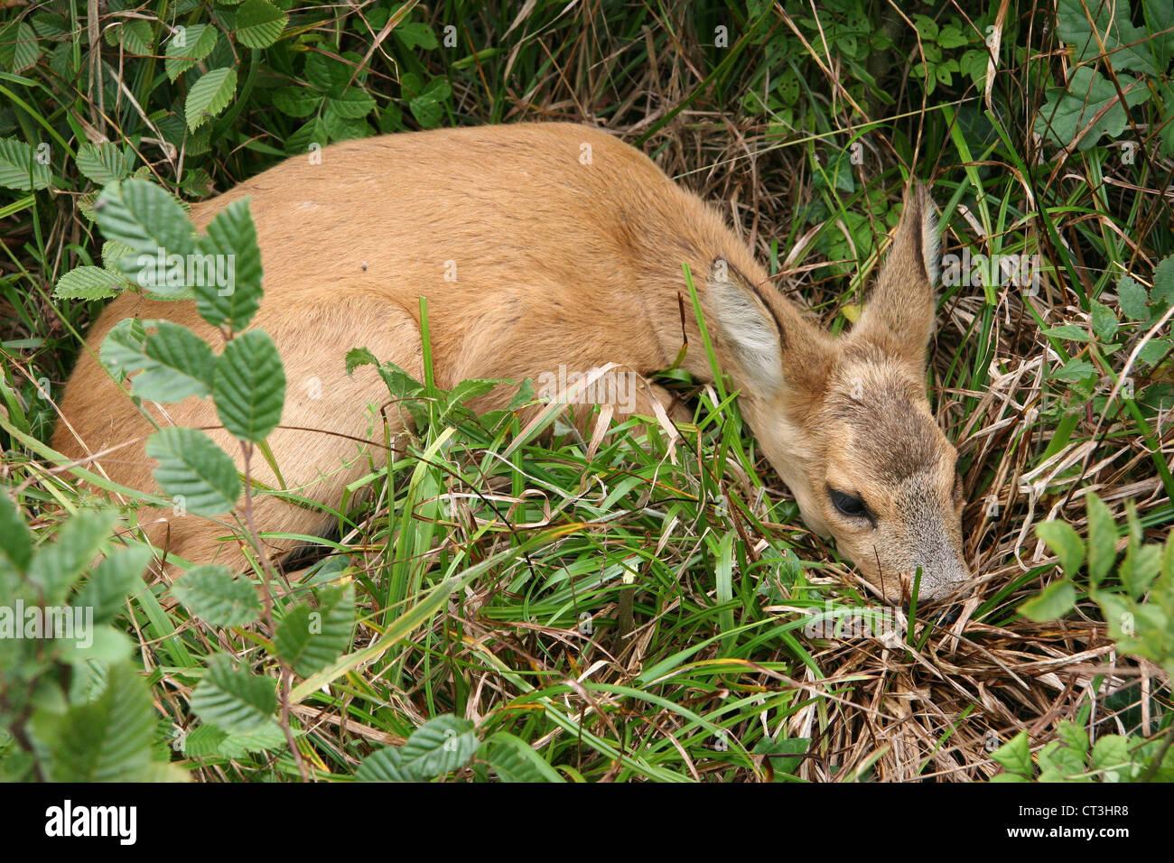 Roe deer fawns and france hi-res stock photography and images - Alamy