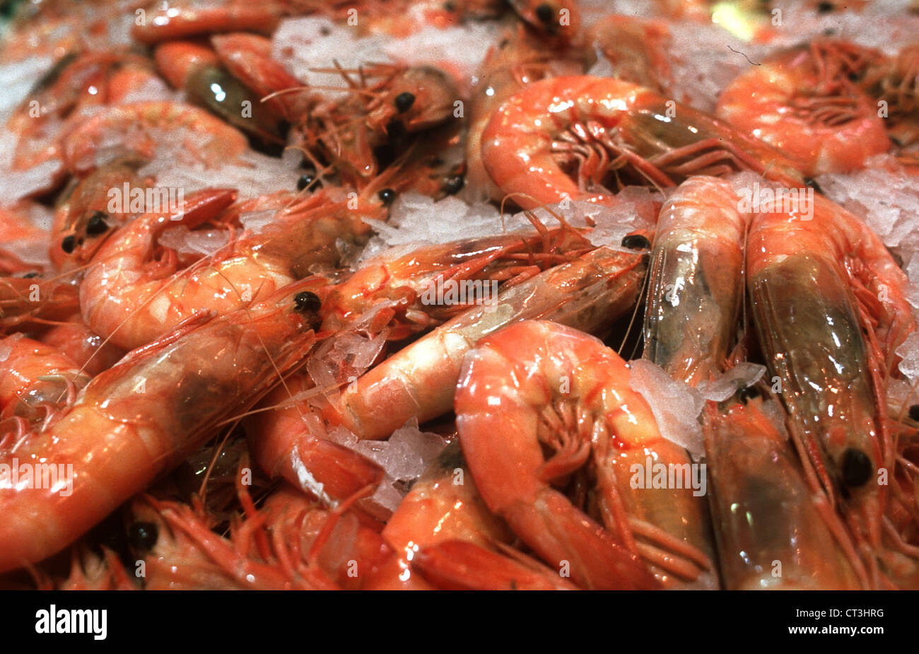 Shrimp in Sydney Fish Market Stock Photo - Alamy