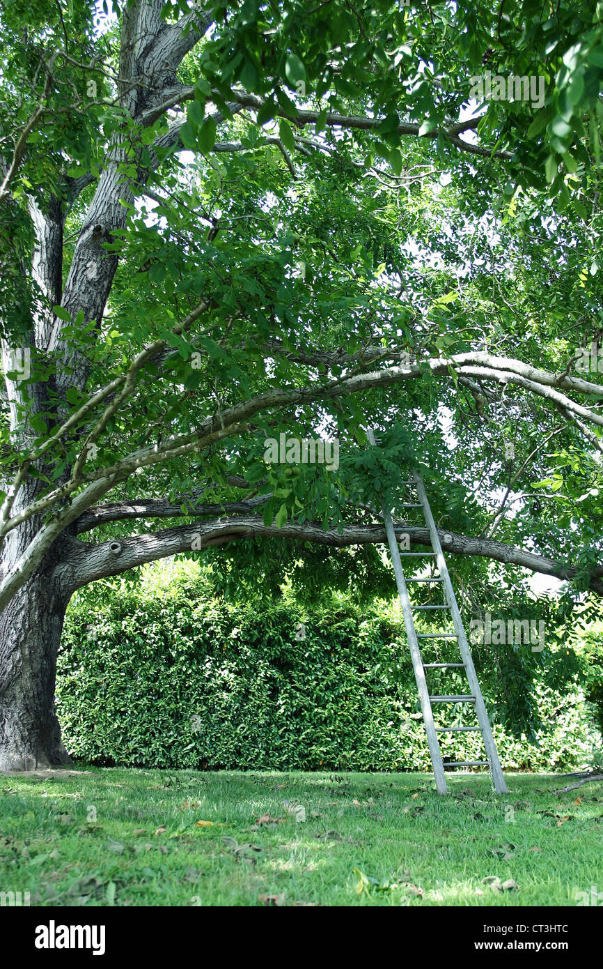 Ladder leaning on tree branch Stock Photo - Alamy