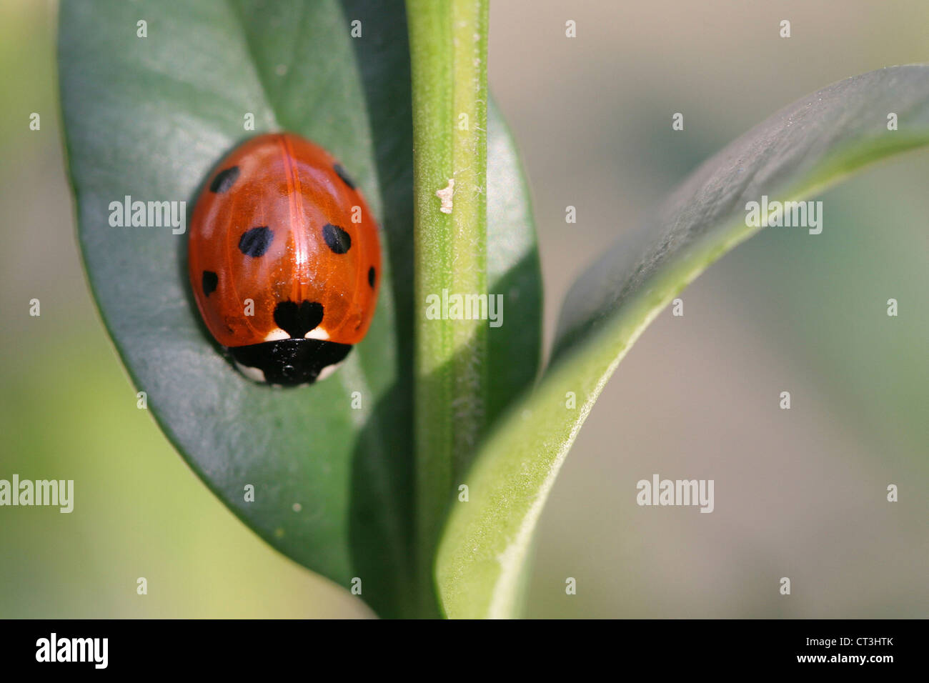 SEVEN SPOT LADYBIRD Stock Photo - Alamy