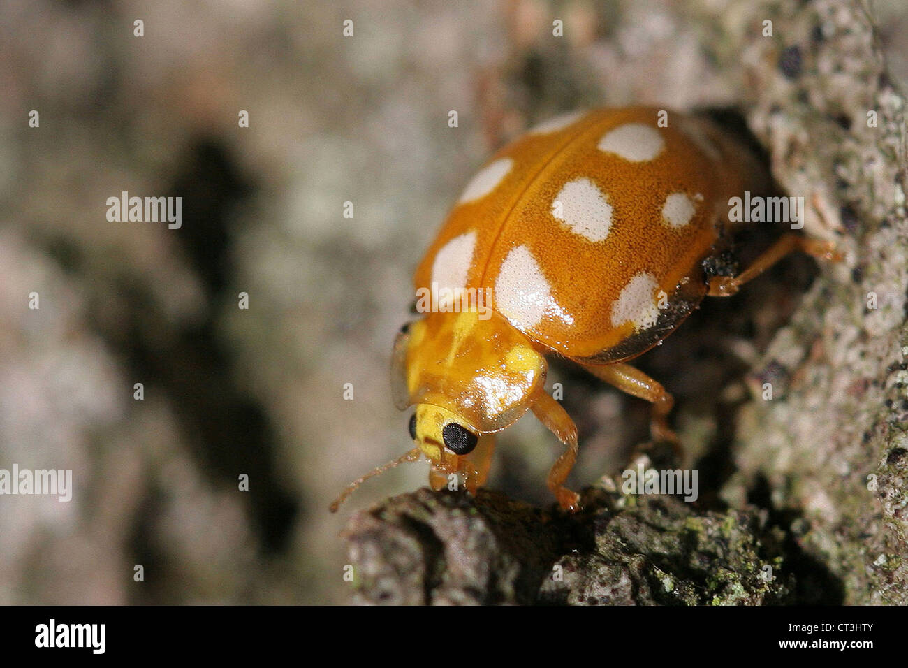 16 ladybird hi-res stock photography and images - Alamy