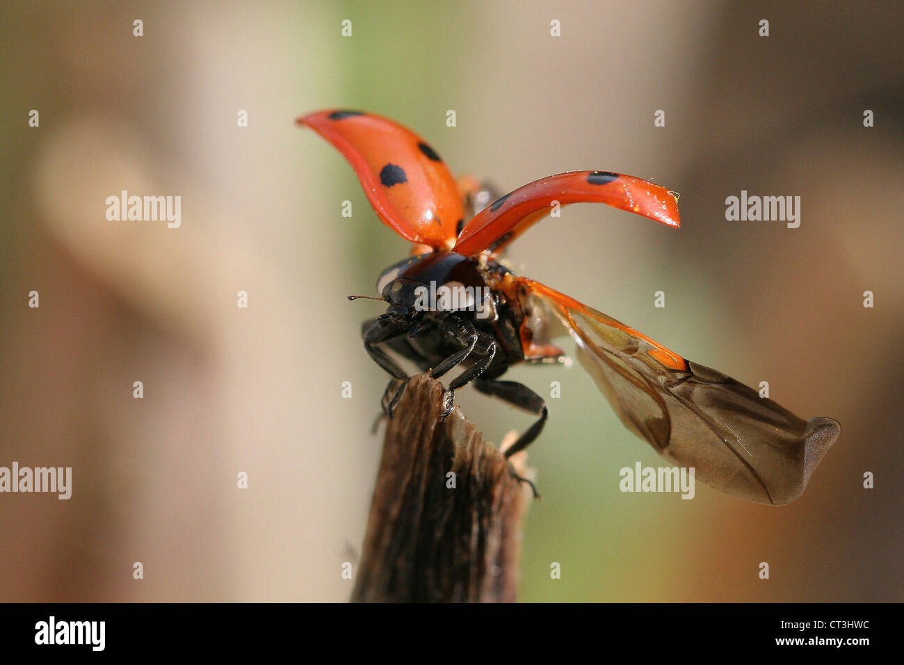 Lady bug take off hi-res stock photography and images - Alamy