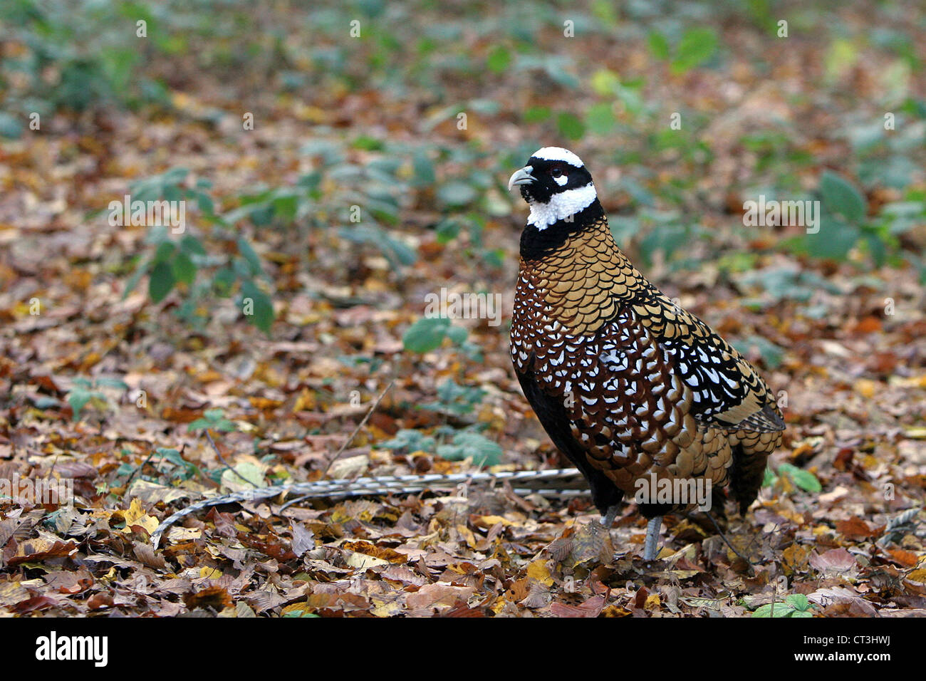 Reevess pheasant syrmaticus reevesii hi-res stock photography and ...