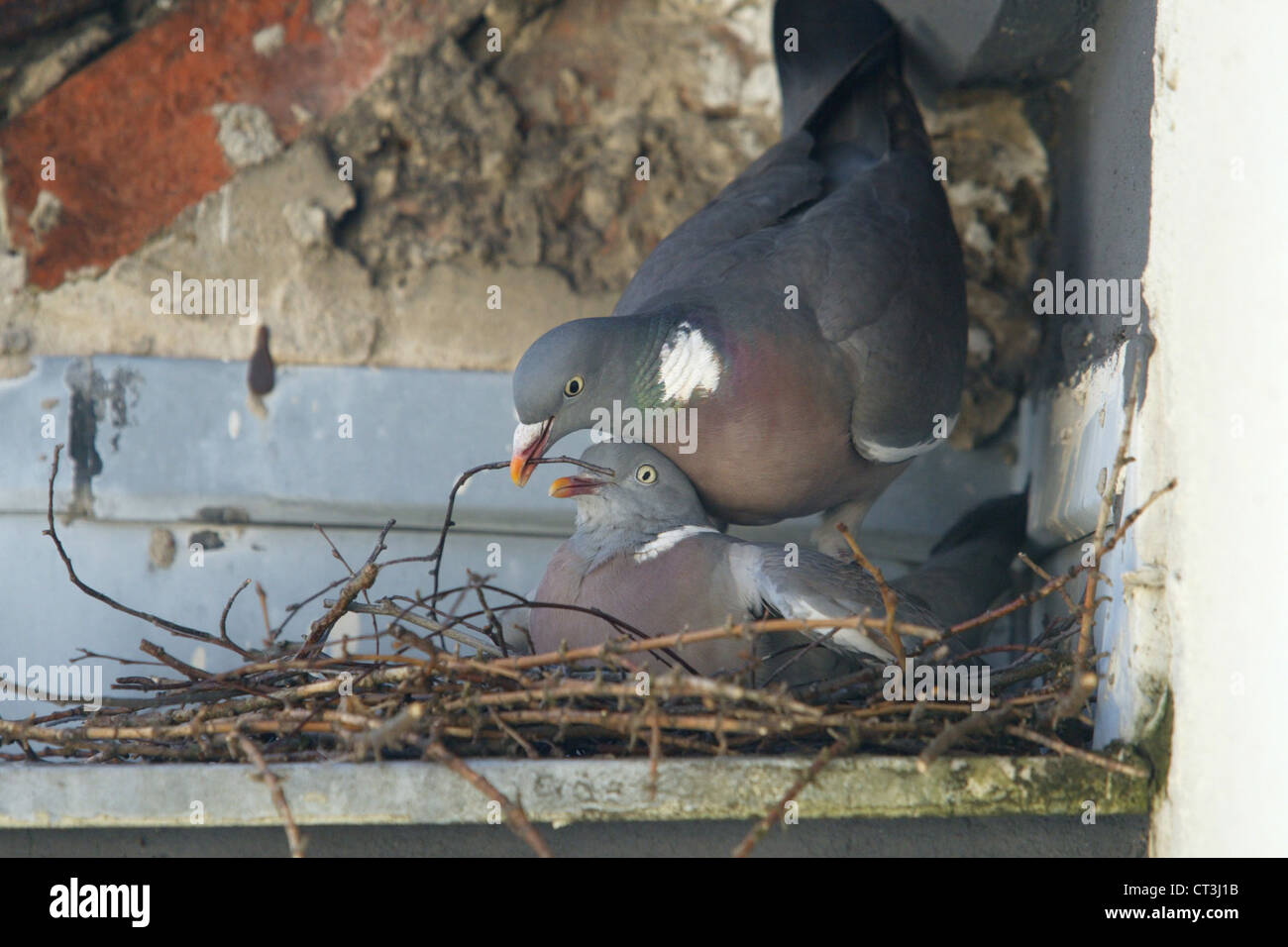 Berlin, pigeons during mating in the city Stock Photo - Alamy