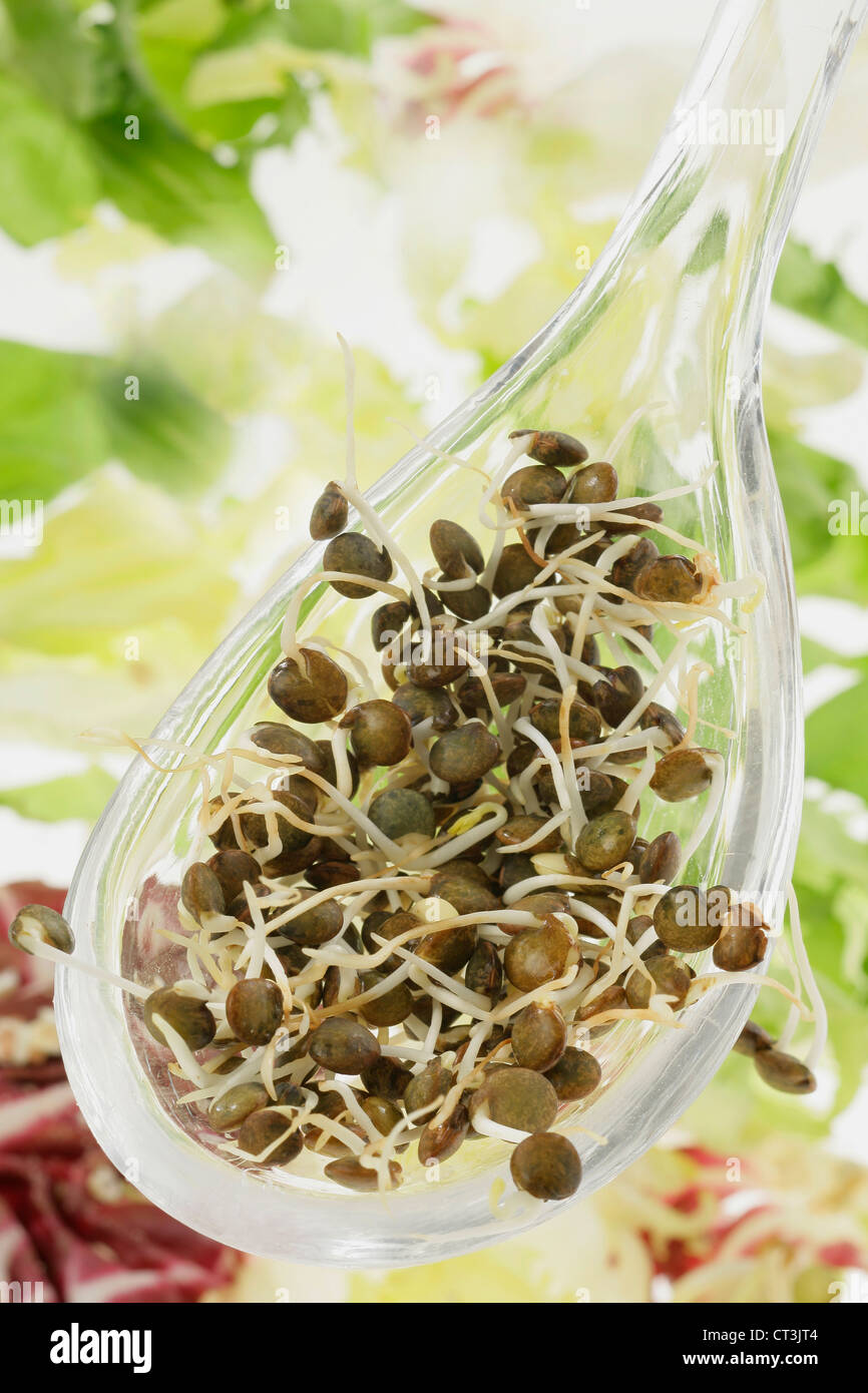 Lenticular seeds hi-res stock photography and images - Alamy