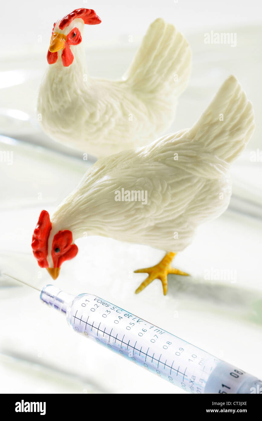 AVIAN INFLUENZA VACCINE Stock Photo - Alamy