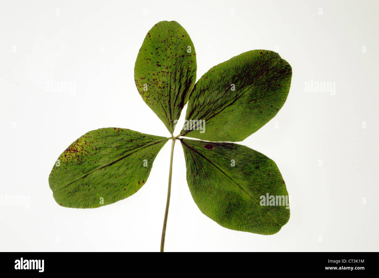 Four Leaf Clover Stock Photo - Alamy