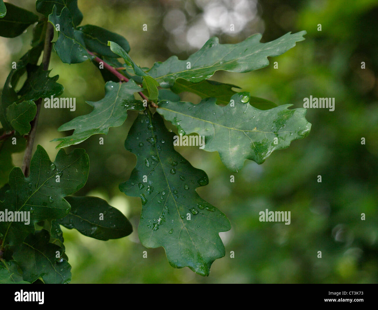 English oak leaves hi-res stock photography and images - Alamy