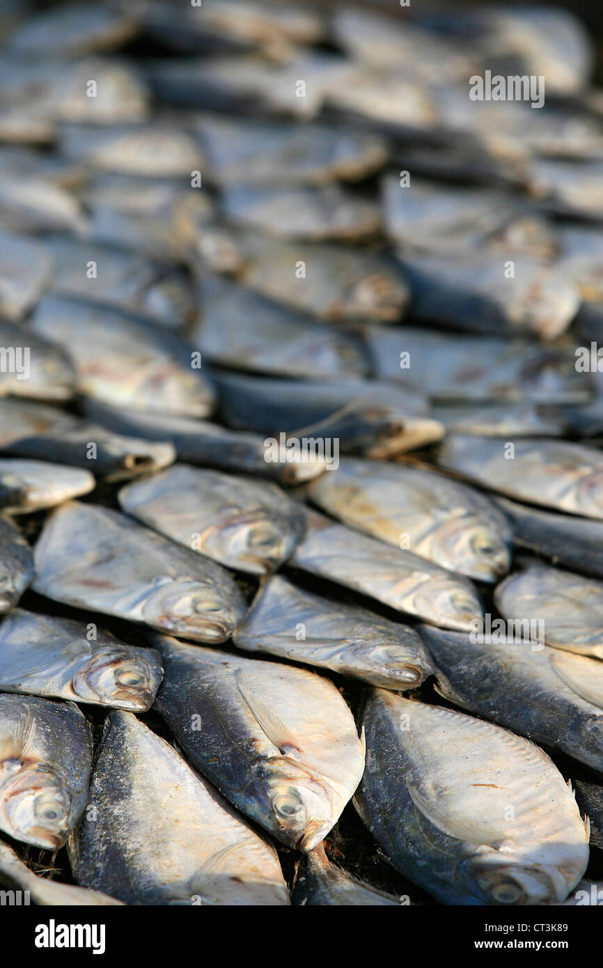 Food textures fish hi-res stock photography and images - Alamy