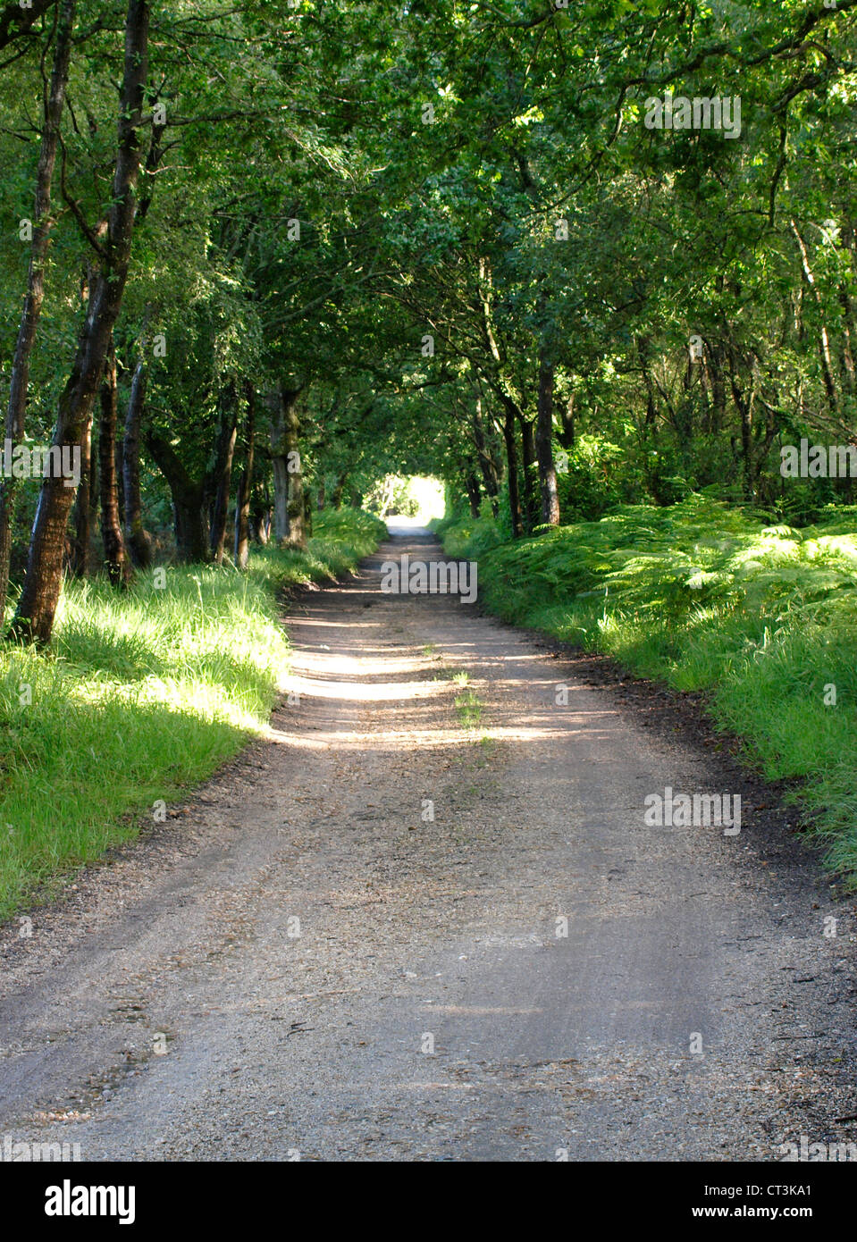 Woodland country road hi-res stock photography and images - Alamy