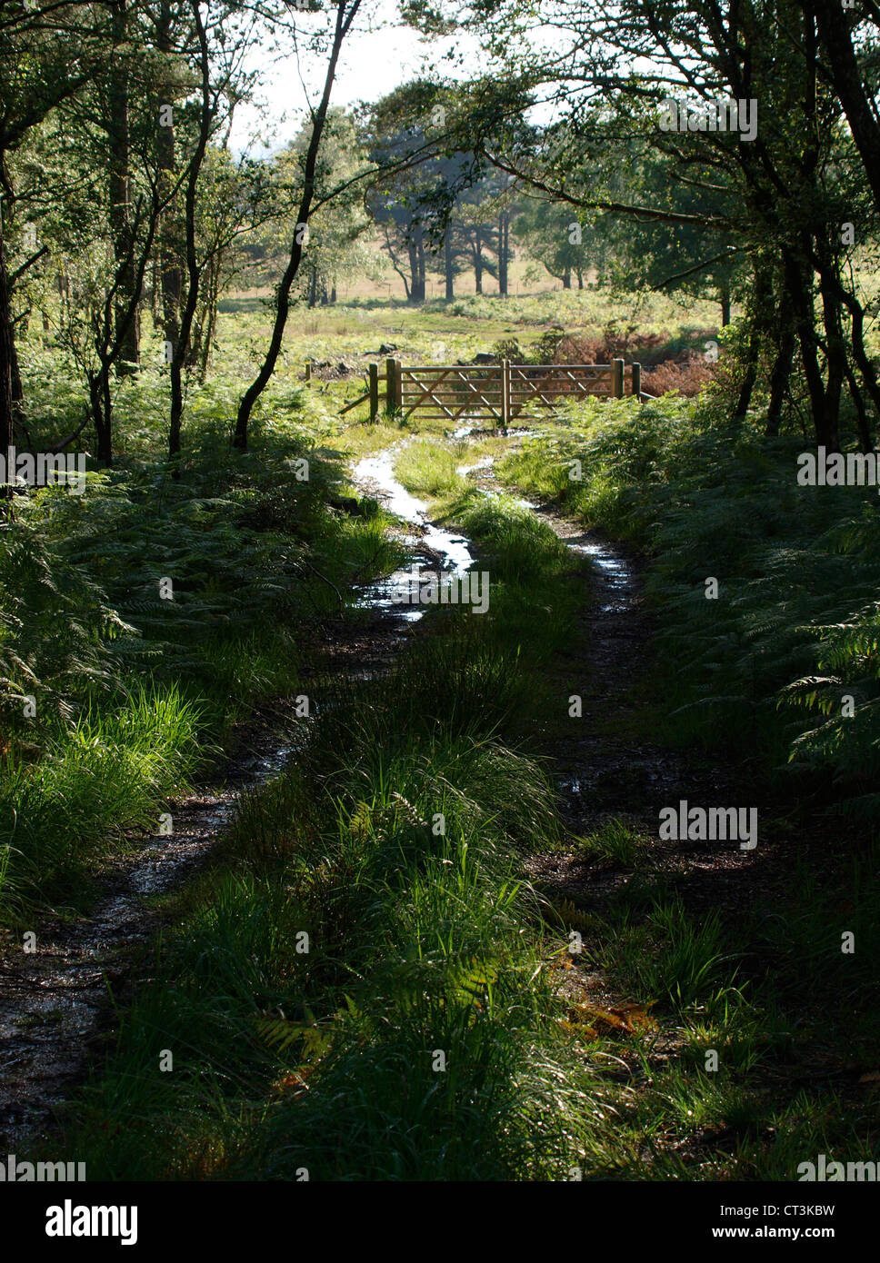Woodland track hi-res stock photography and images - Alamy