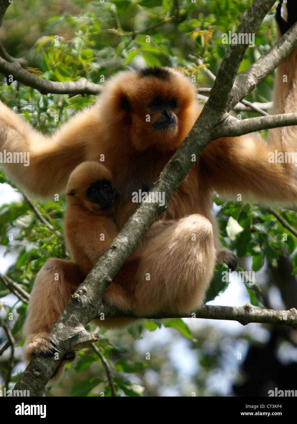 Blond crested hi-res stock photography and images - Alamy